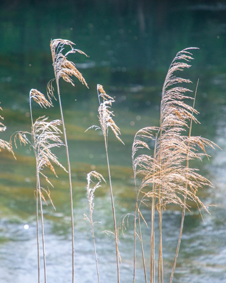 Visiter le Grand Ried en Alsace - Casa del Travel